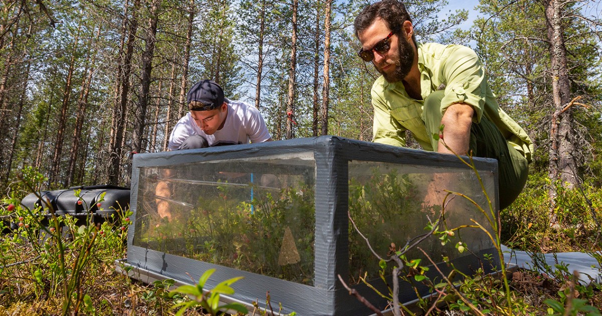 Kalhyggen blir kolsänkor redan inom tio år | Meraskog