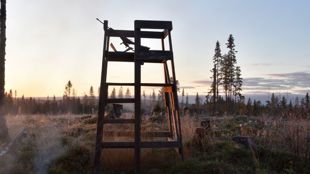 Kalhyggen blir kolsänkor redan inom tio år | Meraskog